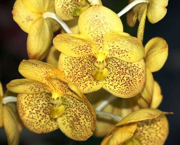 VANDA VARUT LEOPARD X THAVEESUAKSA ADULTA - Orquídeas e muito mais!